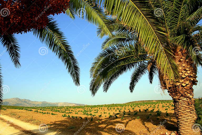 Palm trees and countryside stock photo. Image of plans - 3370968