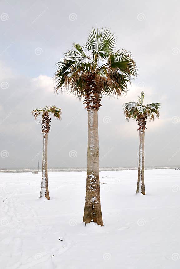 Palm Trees Covered with Snow Stock Image - Image of cloud, white: 19271743