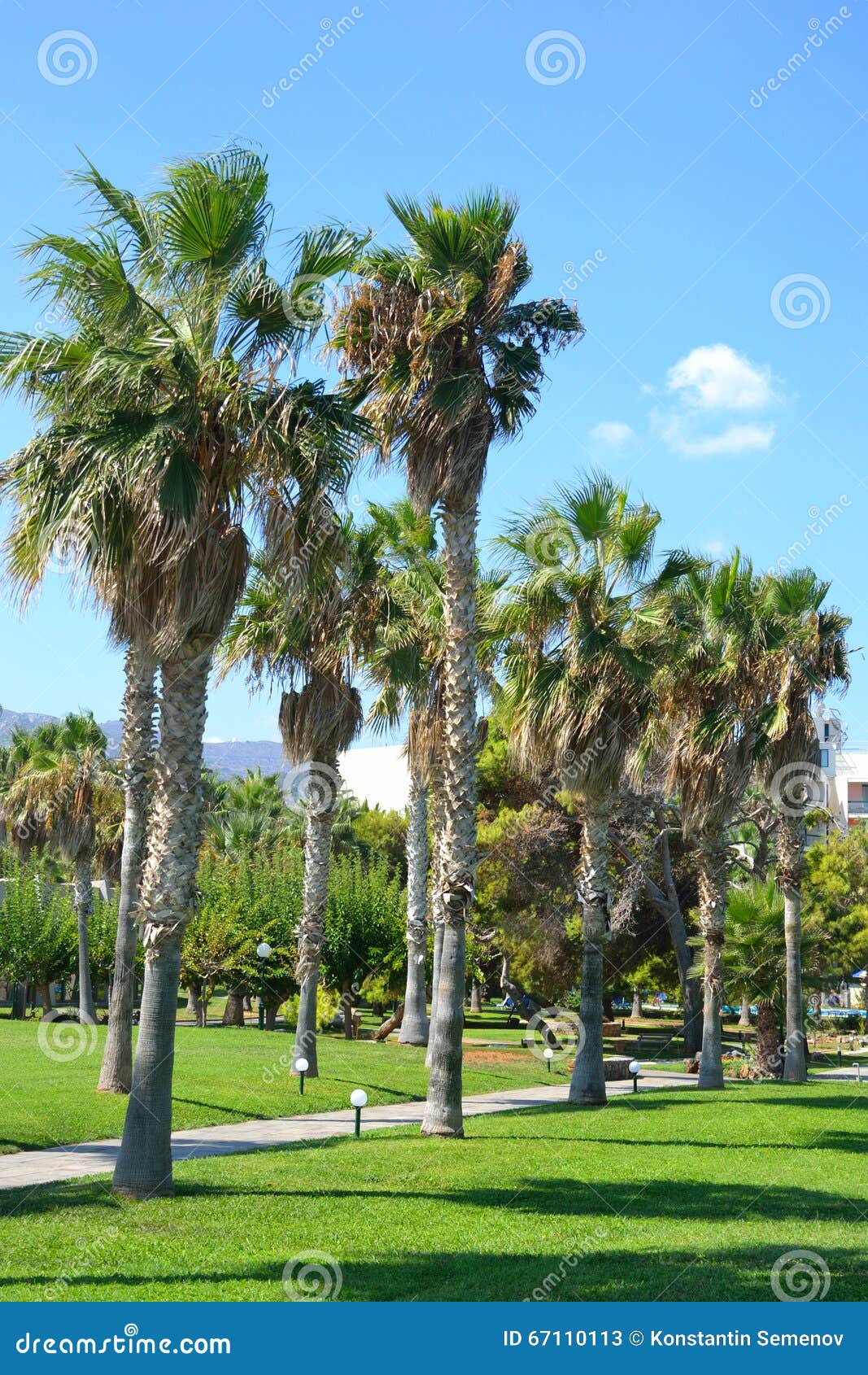 Palm trees, Crete. stock image. Image of flora, summer - 67110113