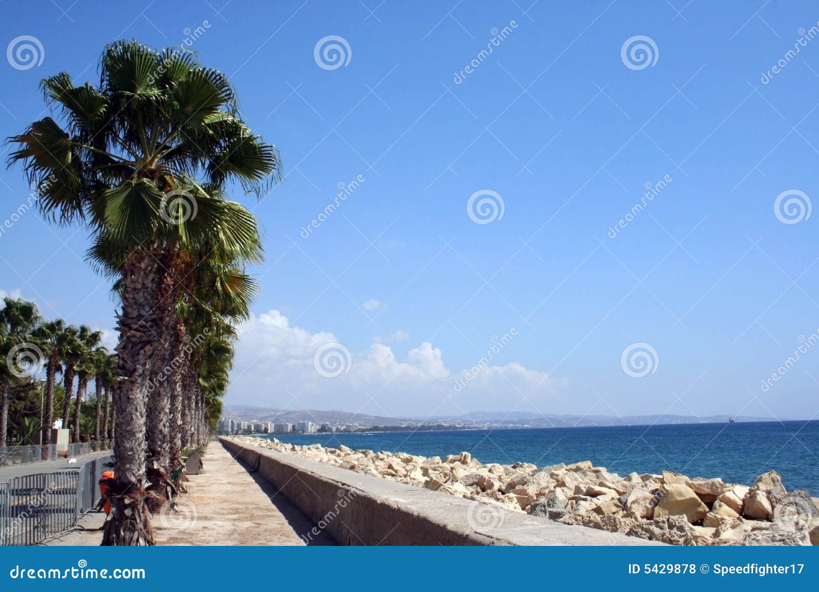 Palm Trees in Cyprus stock photo. Image of ocean, calm - 5429878