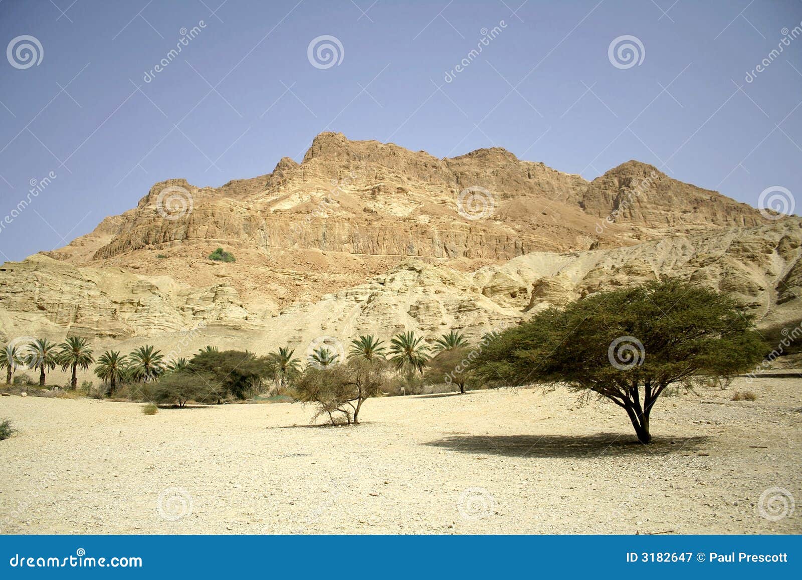 Palm Trees in Desert Landscape Stock Image - Image of egypt ...