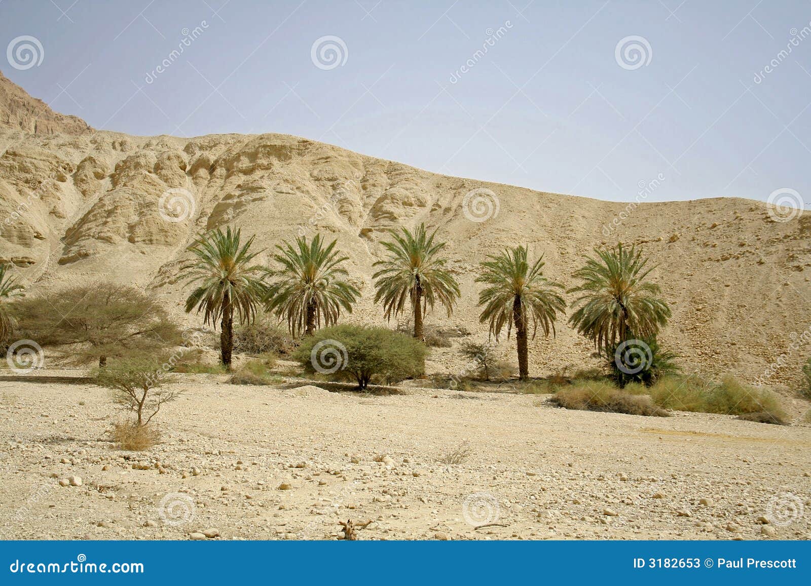 Palm Trees in Desert Landscape Stock Image - Image of geology ...