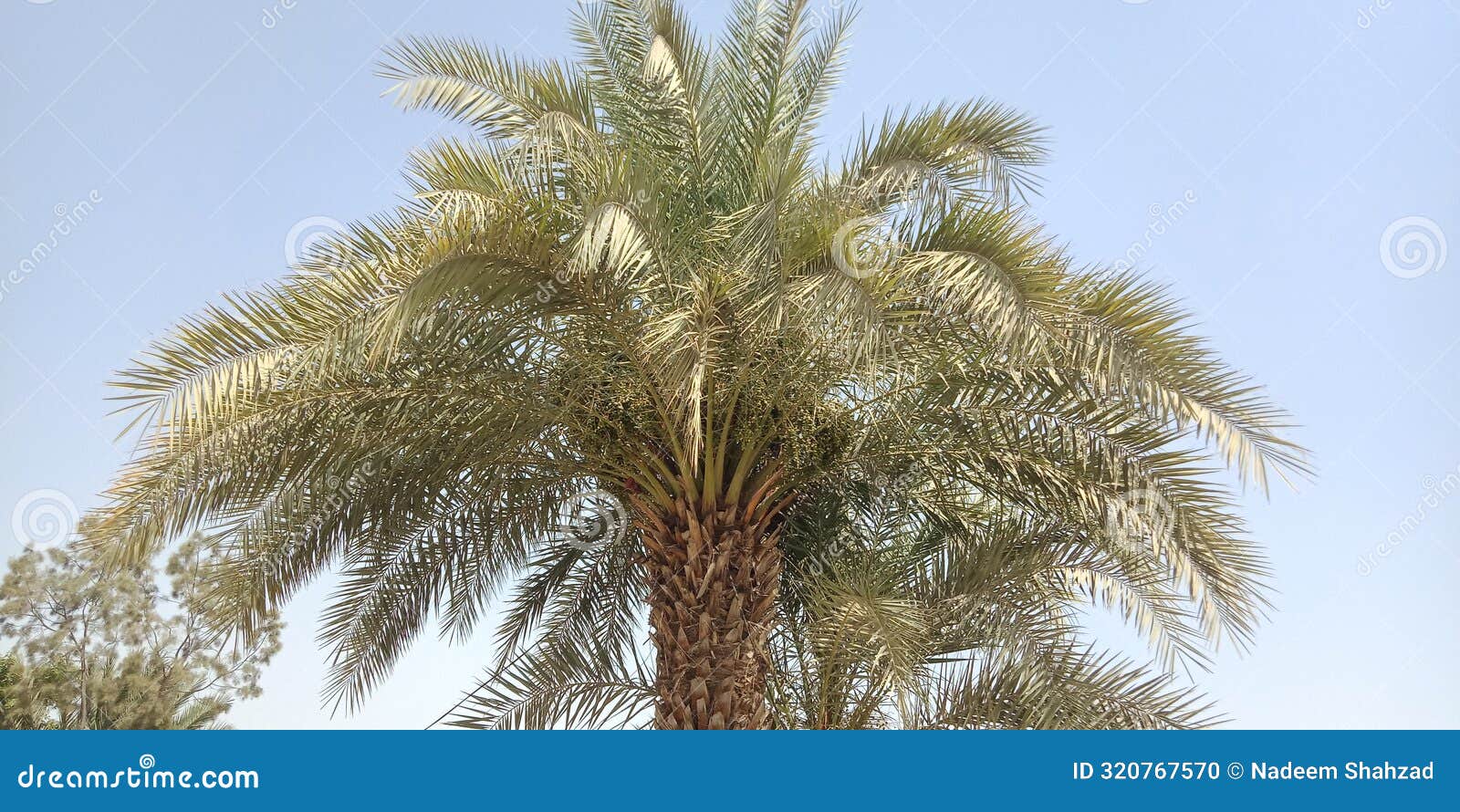 Palm Trees in the Desert in Punjab Stock Photo - Image of villgae ...
