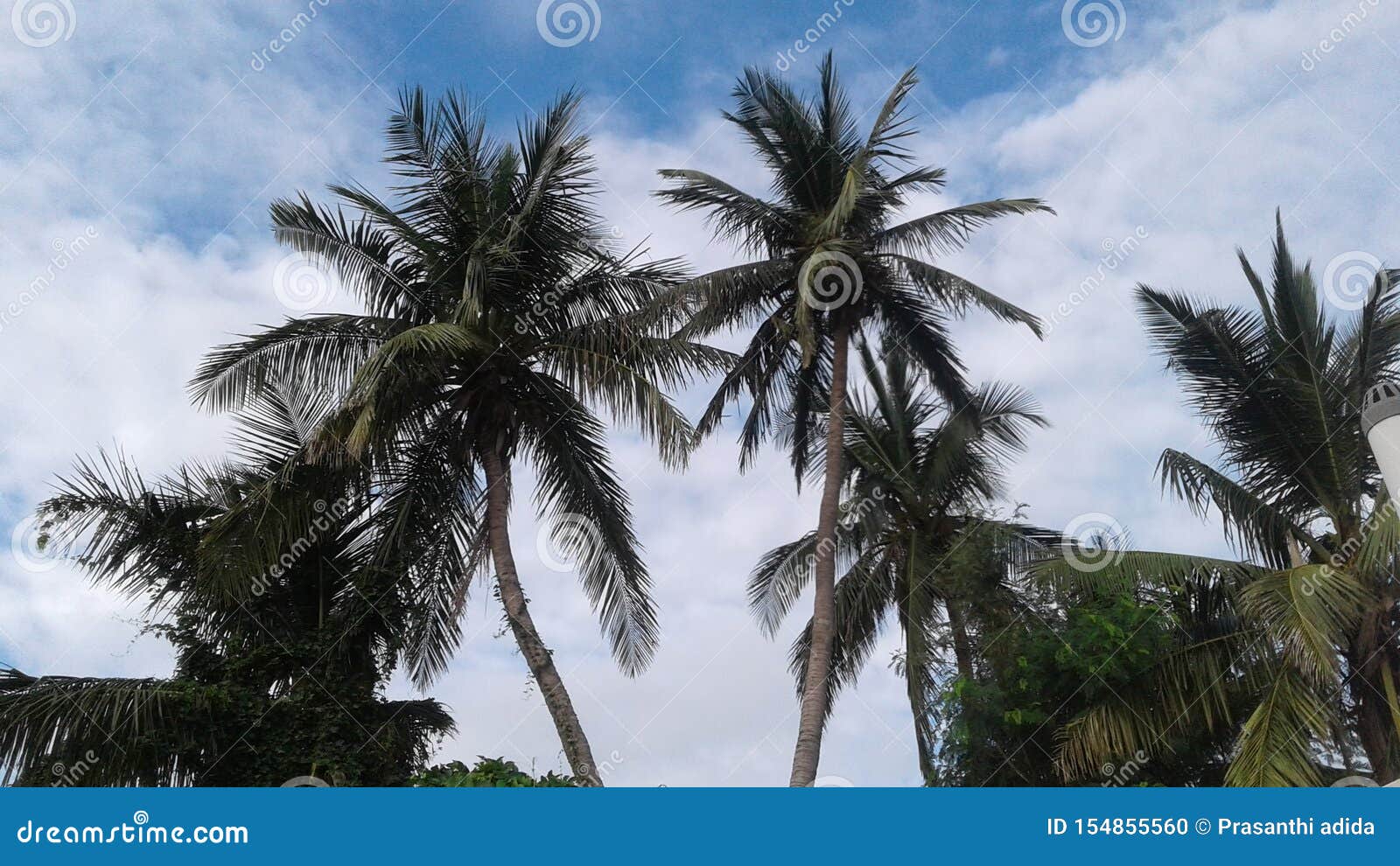 Palm Trees of Different Heights Stock Photo - Image of longtrunks ...