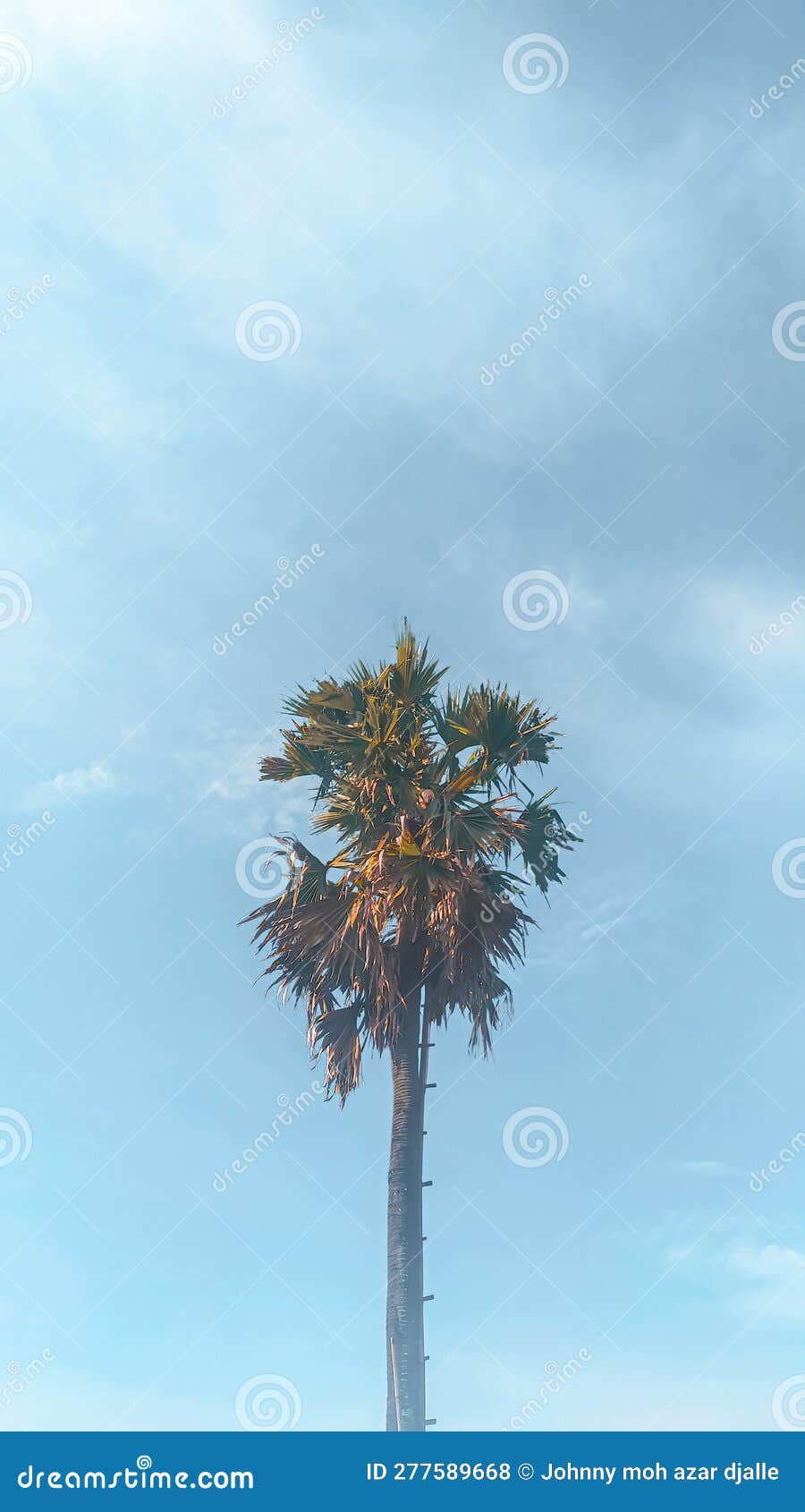 Palm trees from a distance stock photo. Image of sulawesi - 277589668