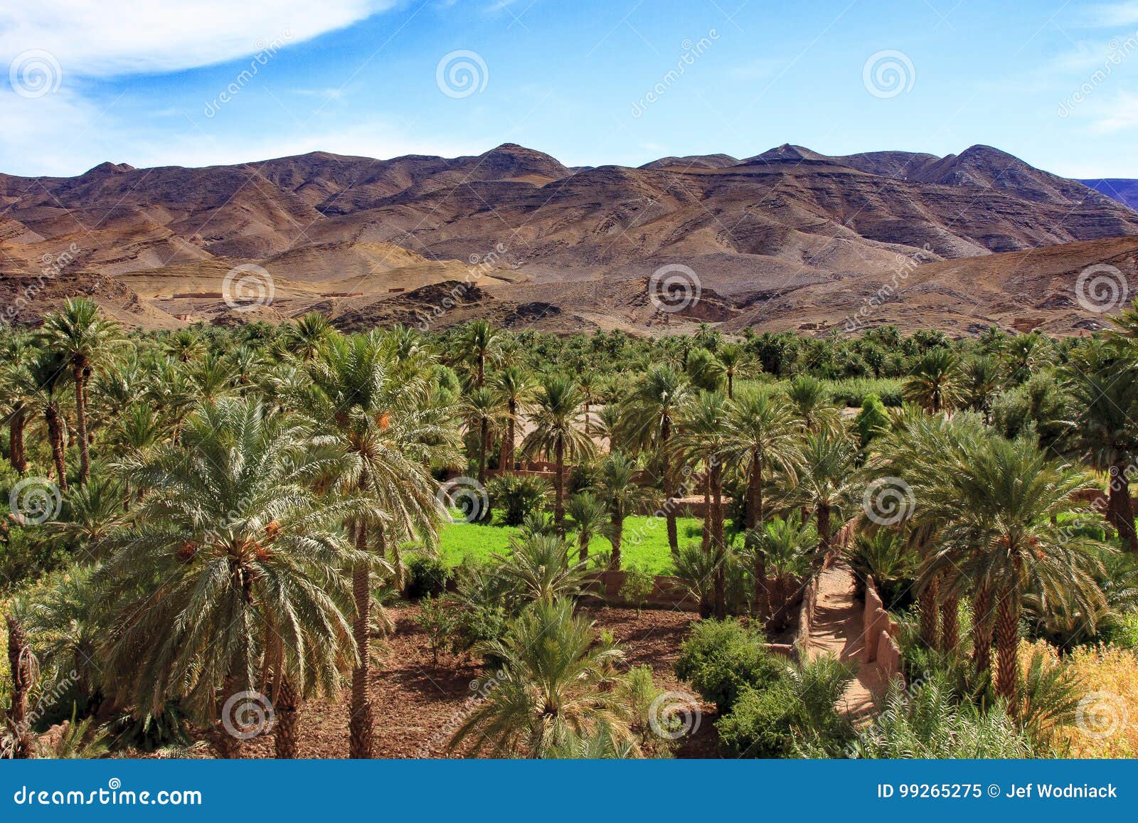 Palm Trees in Draa Valley stock image. Image of tourism - 99265275