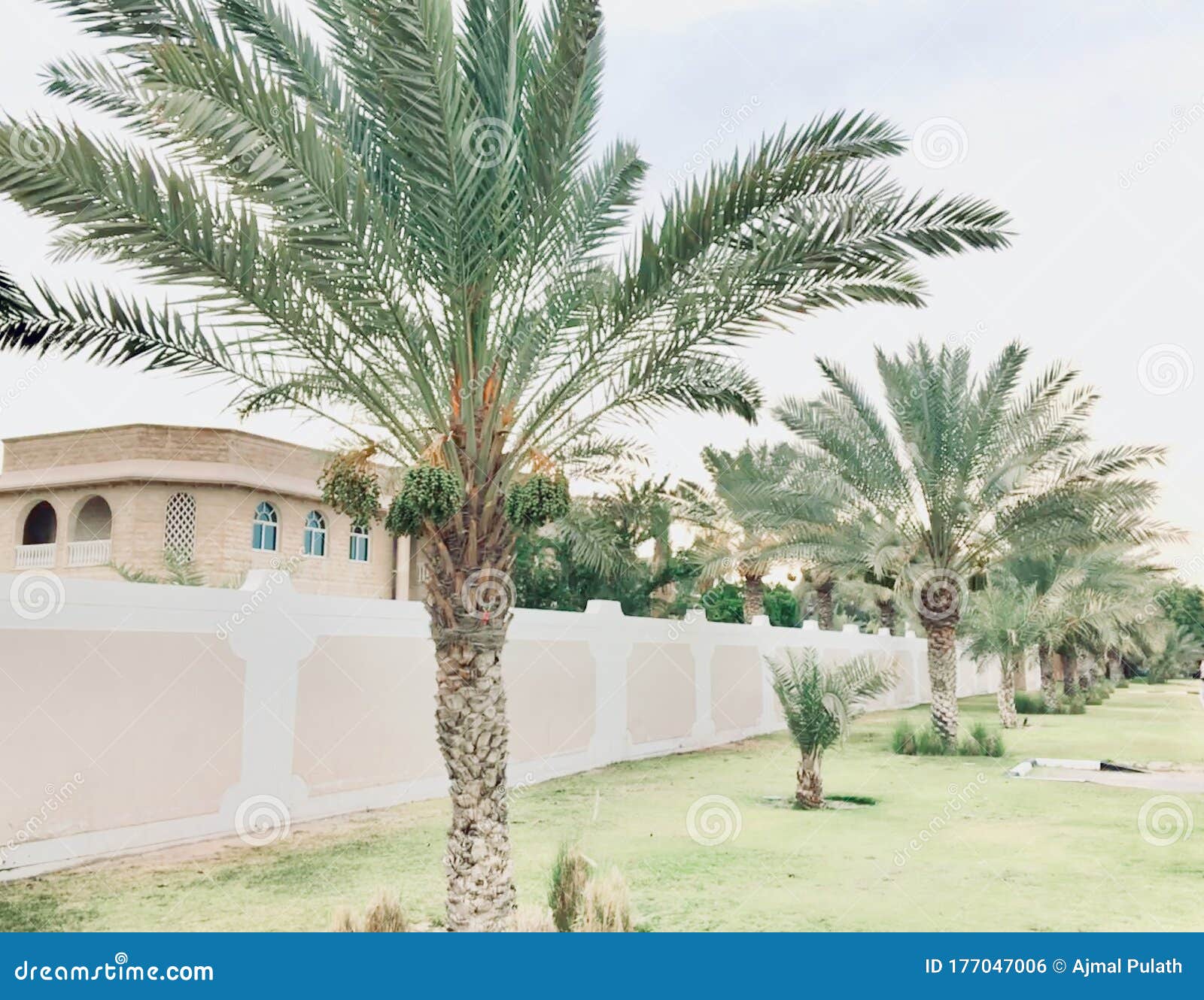 Palm trees stock photo. Image of green, dubai, palm - 177047006