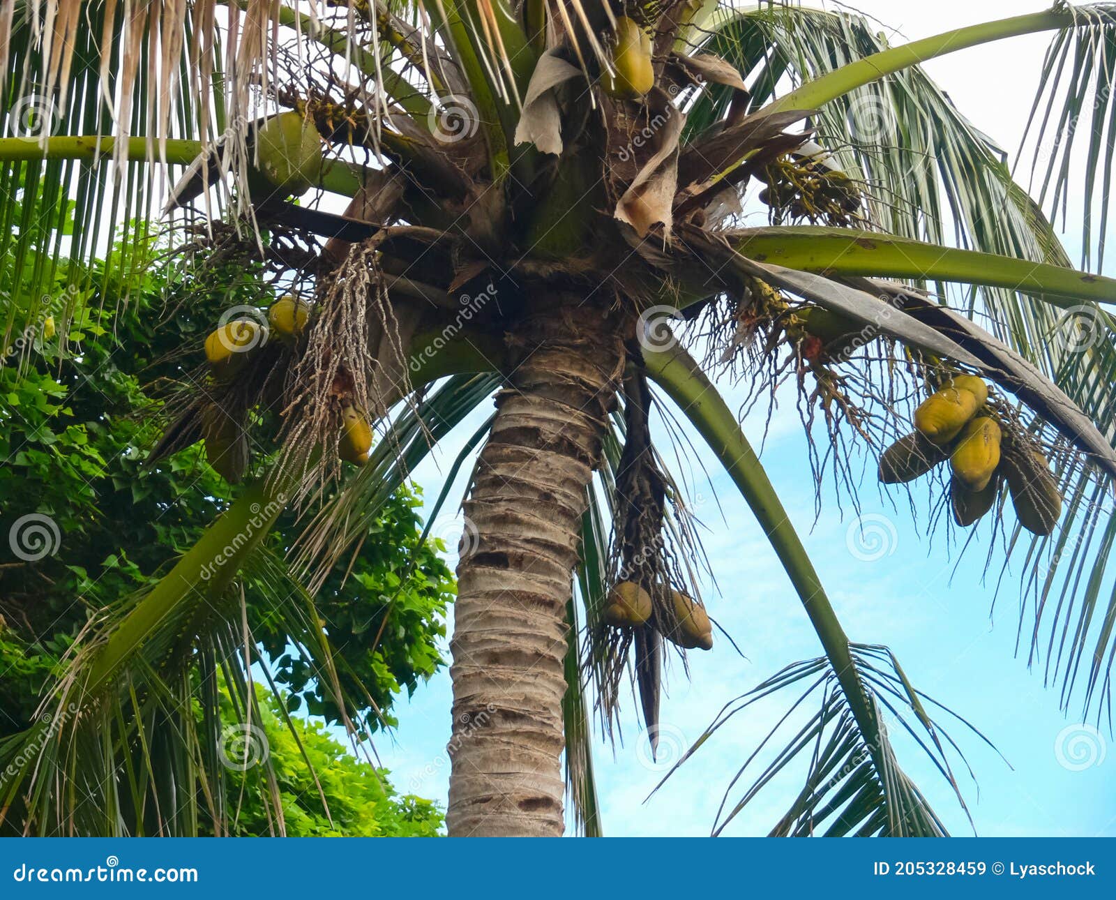 Palm Trees on Easter Island. Nature Plants on Easter Island Stock Image ...