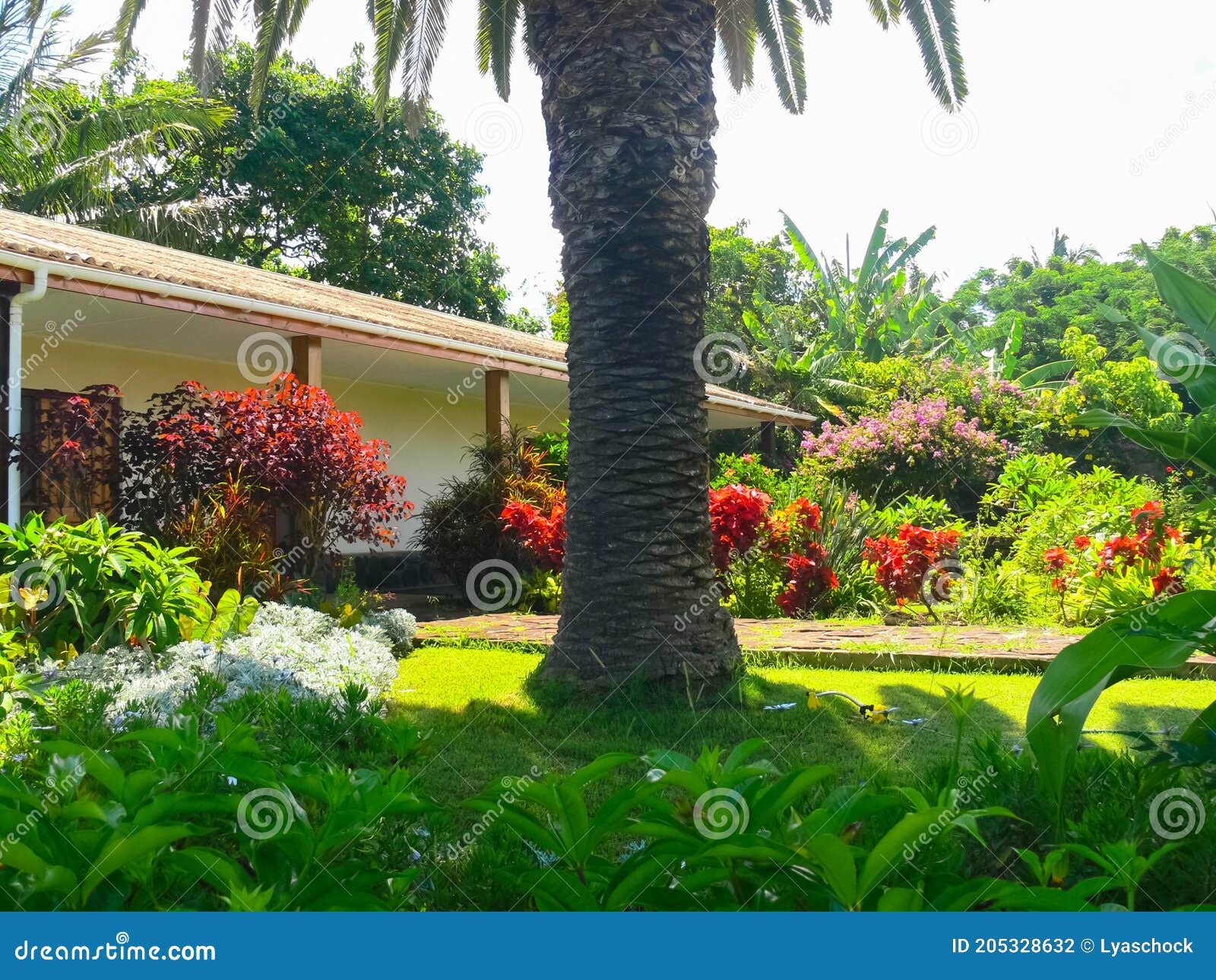 Palm Trees on Easter Island. Nature Plants on Easter Island Stock Photo ...