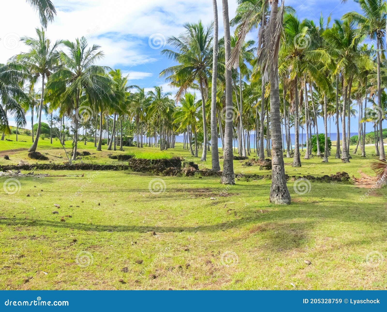 Palm Trees on Easter Island. Nature Plants on Easter Island Stock Image ...