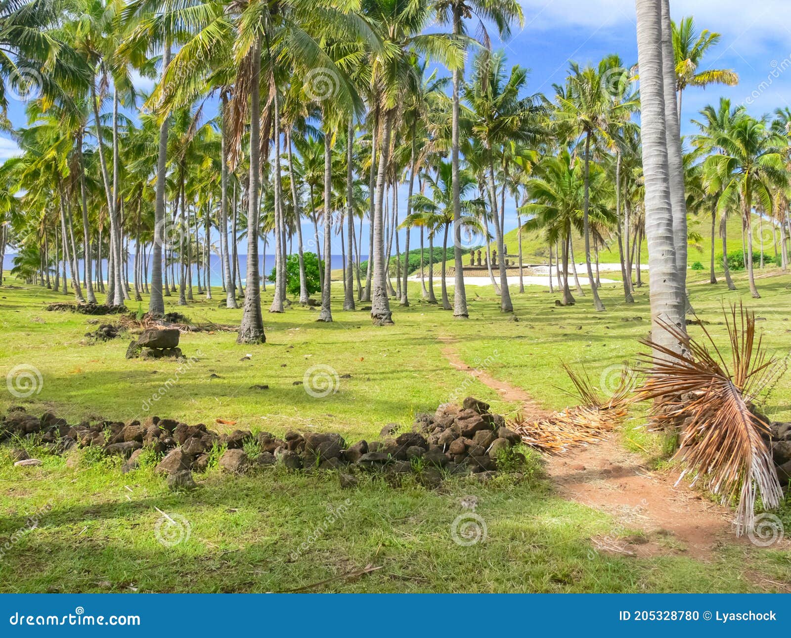 Palm Trees on Easter Island. Nature Plants on Easter Island Stock Photo ...