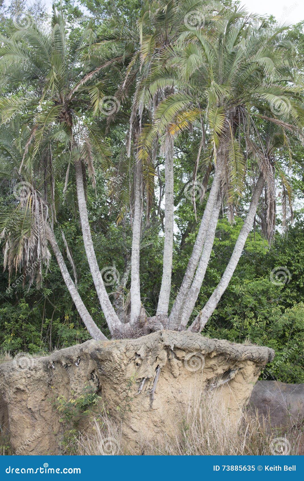 Palm Trees on Edge of Cliff Stock Image - Image of safari, leaves: 73885635