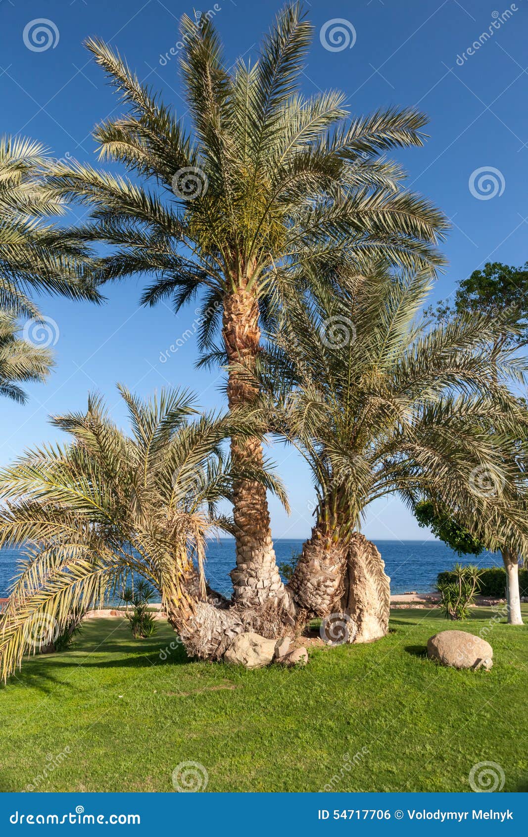 Palm trees in Egypt stock photo. Image of delicious, nature - 54717706