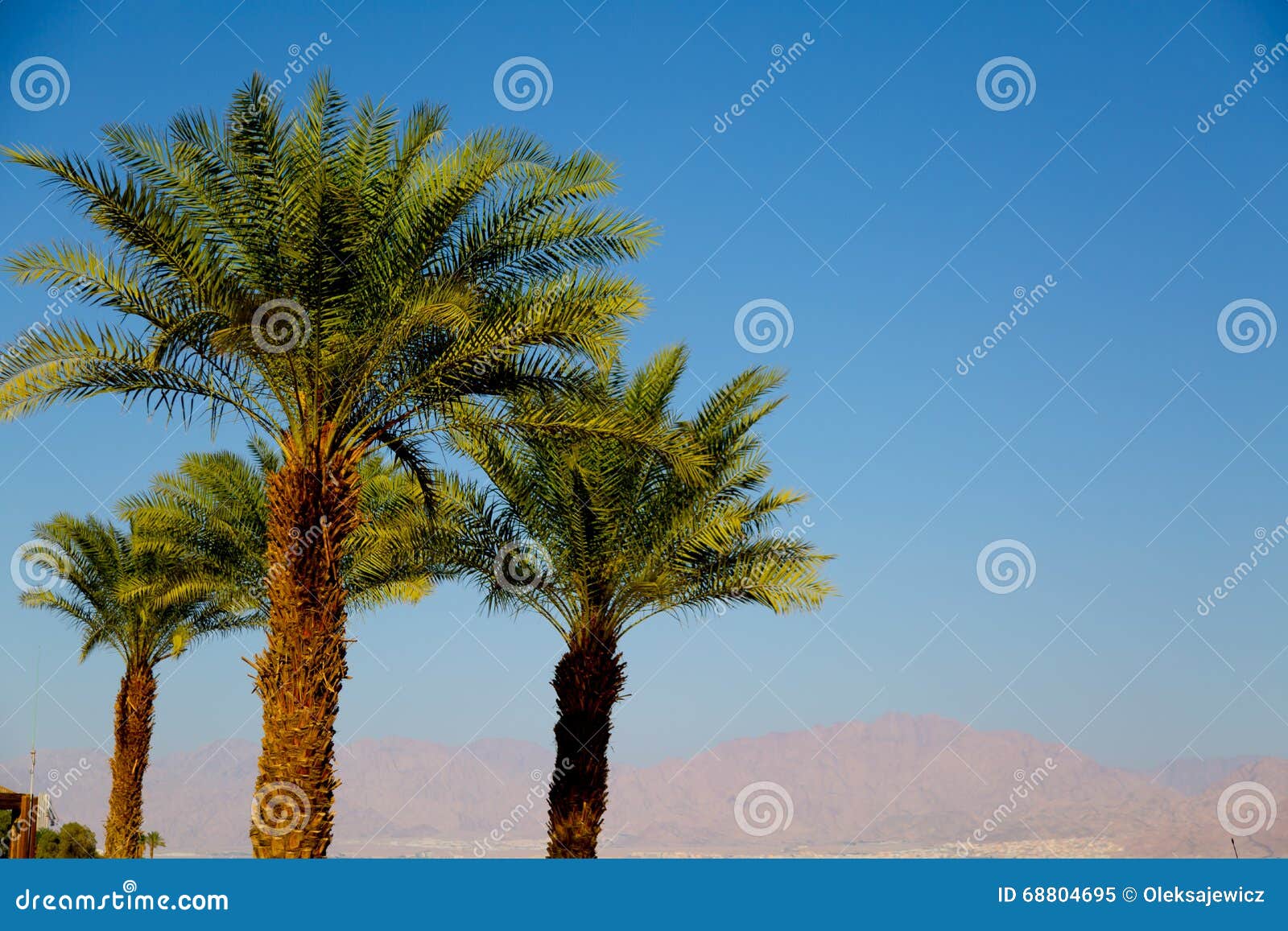 Palm Trees in Eilat, Sunny Israel Stock Image - Image of field, middle ...