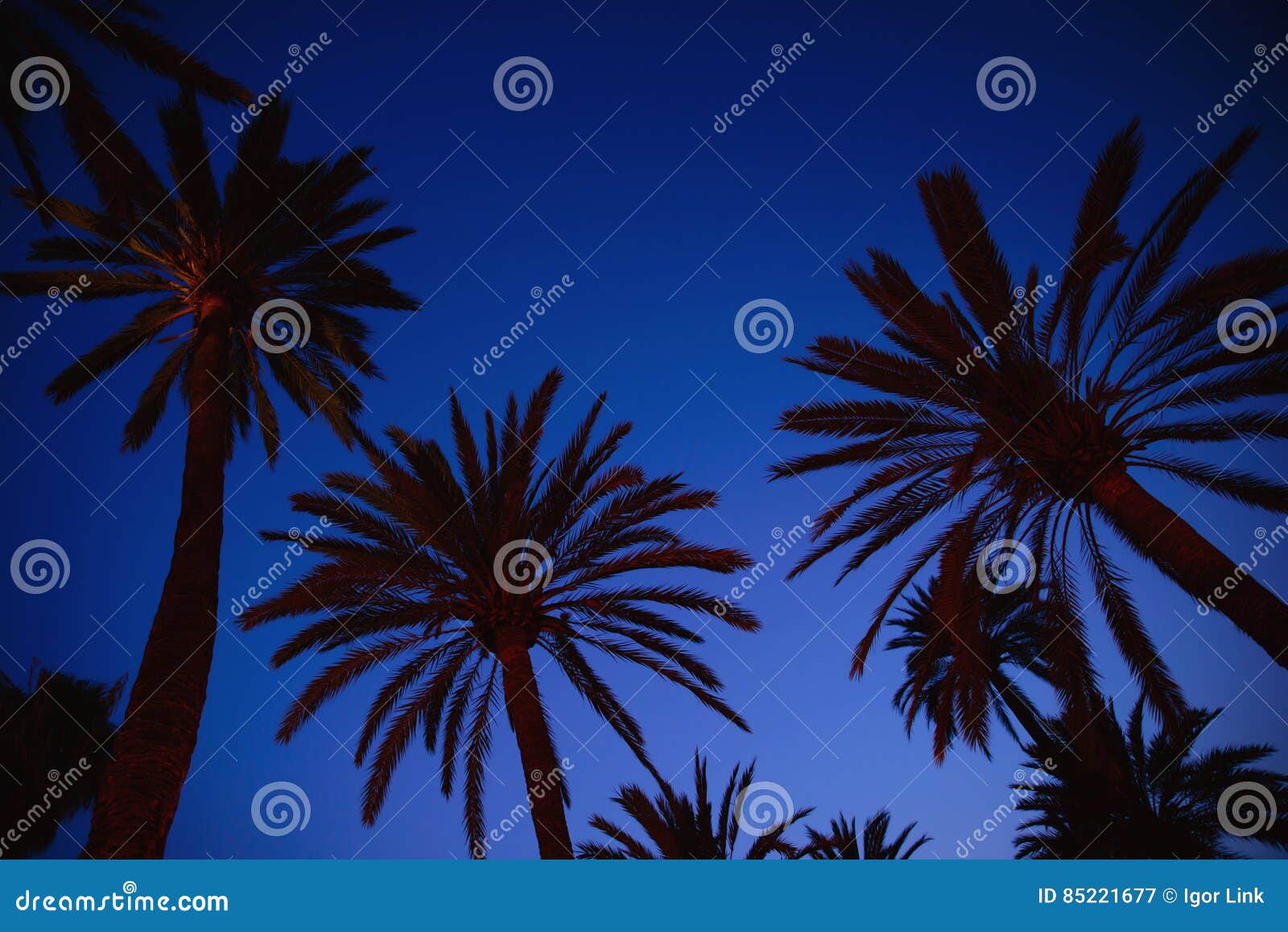 Palm Trees in the Evening or Night Stock Image - Image of broad, city ...