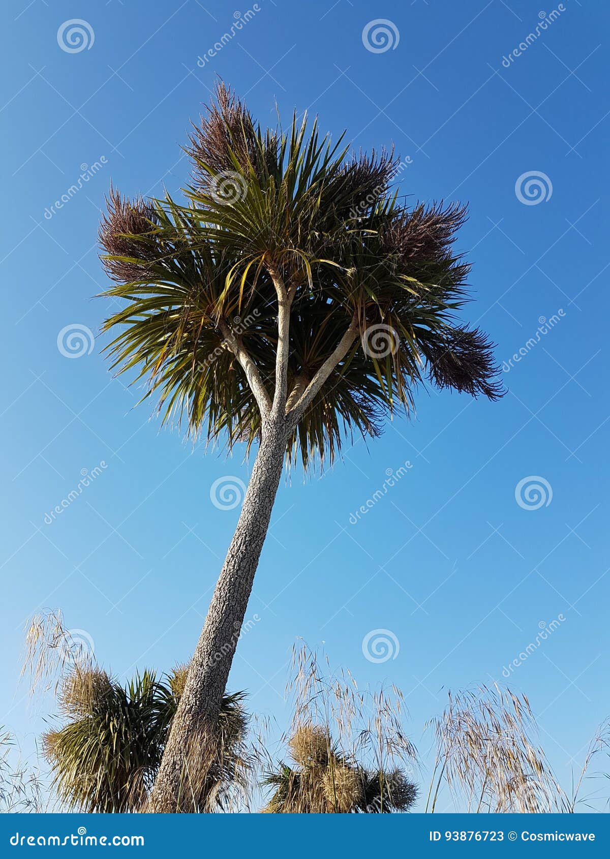 Palm Trees stock image. Image of palm, kingdom, united - 93876723