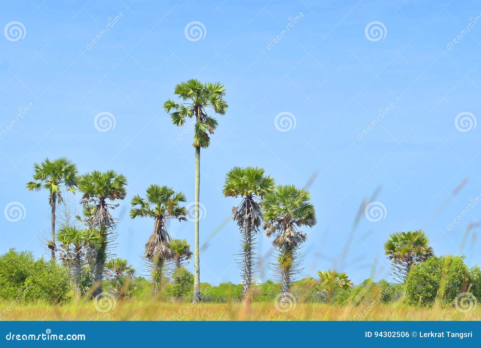 Palm trees on the field stock photo. Image of nature - 94302506