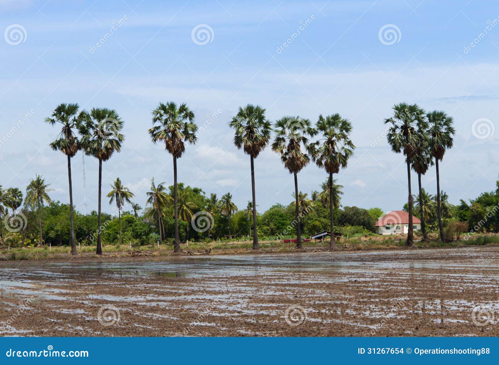 Palm trees in the field stock photo. Image of farmland - 31267654