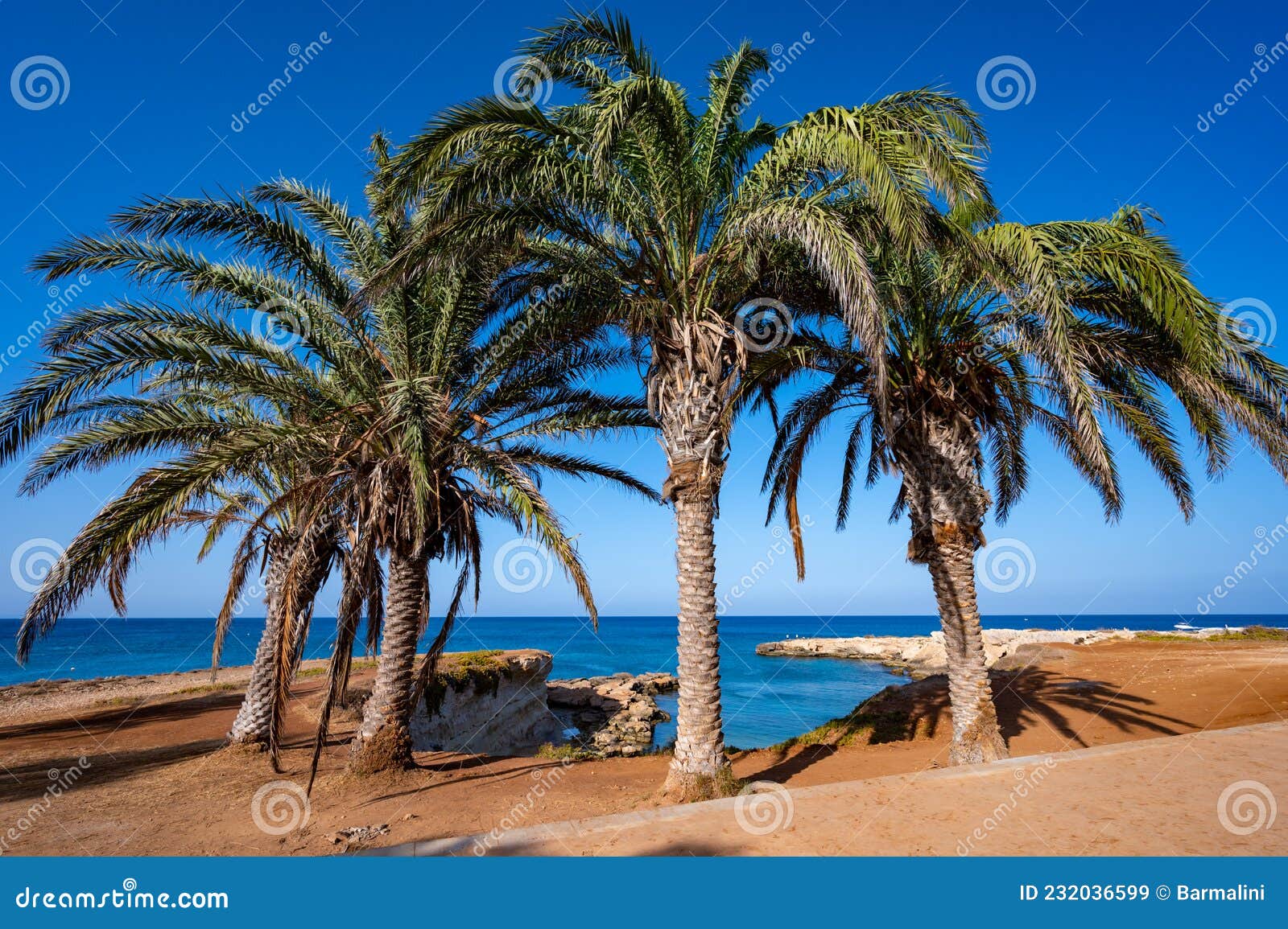 Palm Trees on Fig Tree Beach in Protaras, Cyprus Stock Image - Image of ...