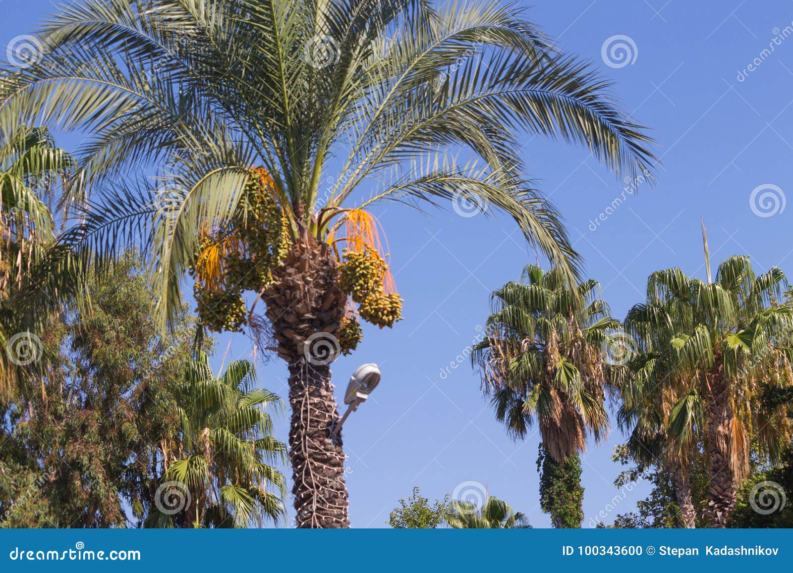 Palm Trees, Figs On The Coast Of Turkey. Branches Of Date Palms Under ...