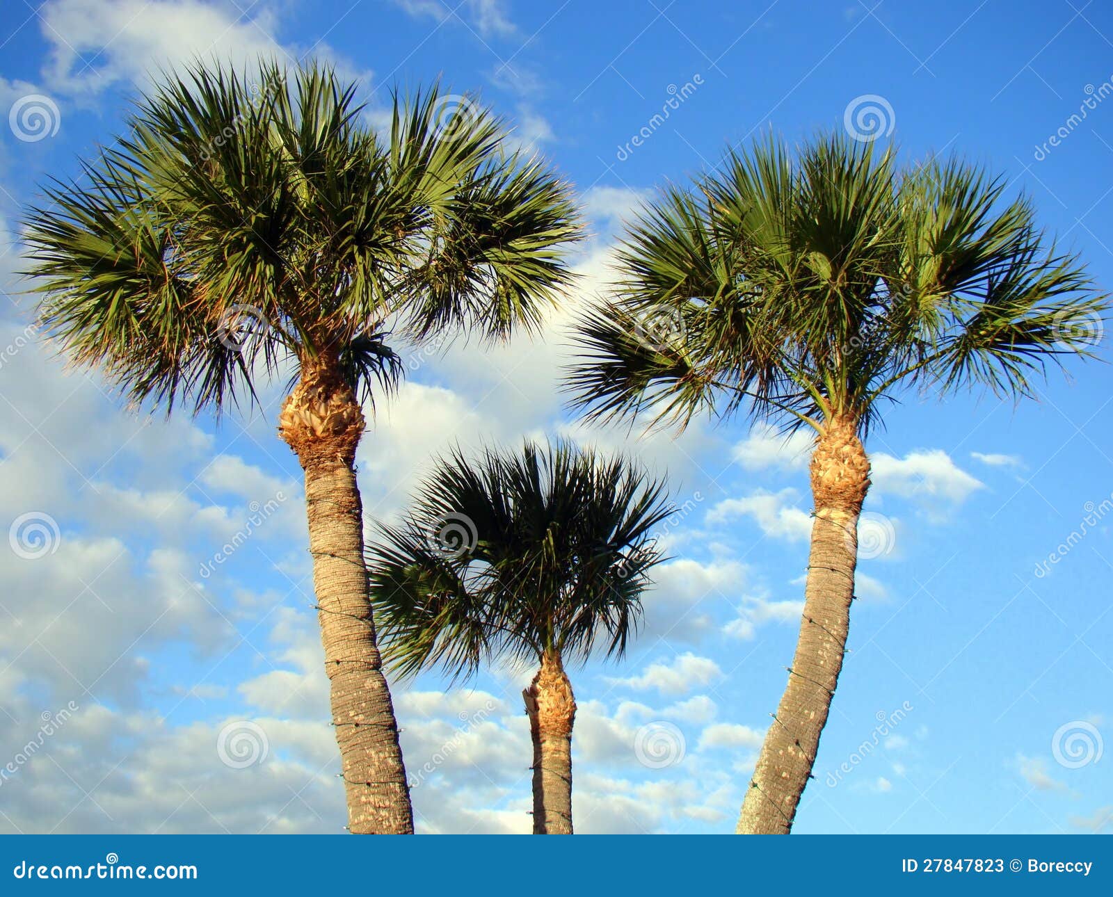 Palm Trees in Florida with a Nice Background Stock Image - Image of ...