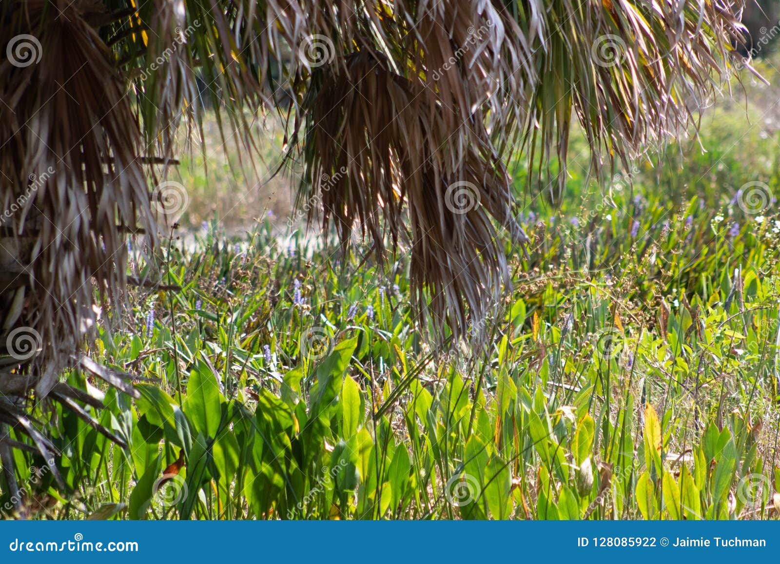 Palm Trees in a Florida Swamp Stock Photo - Image of green, ecology ...