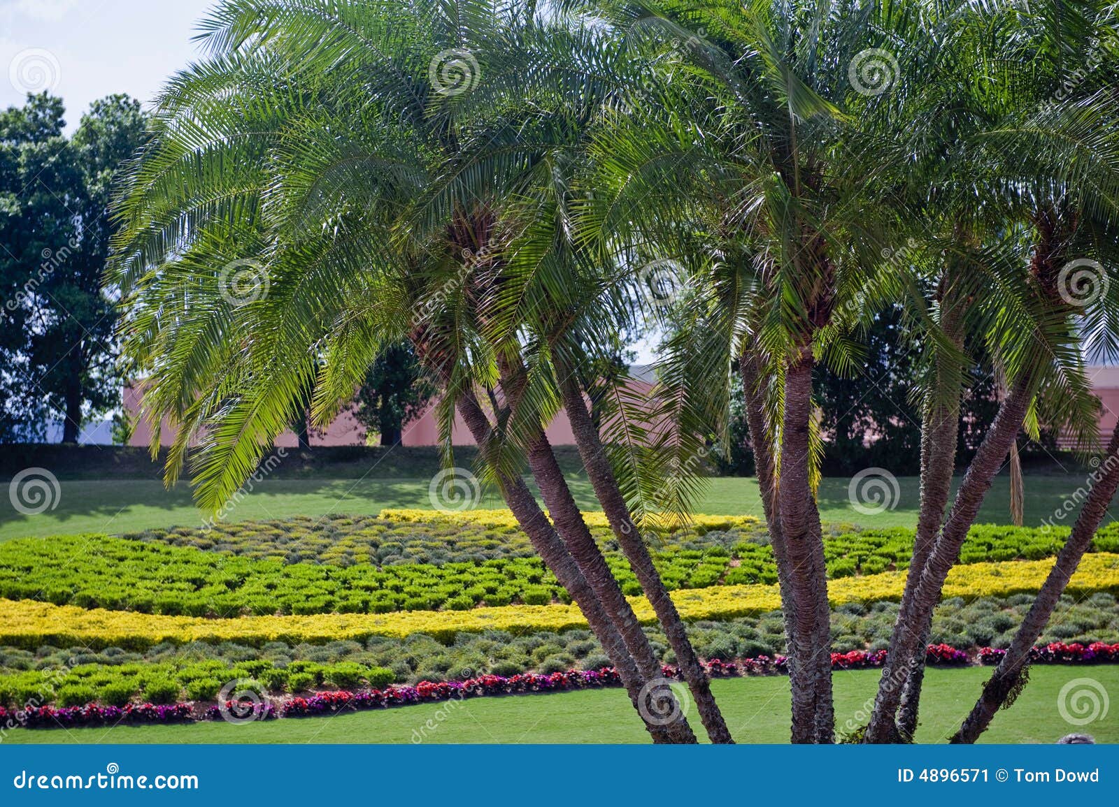 Palm Trees and Flower Garden Stock Image - Image of pretty, nature: 4896571