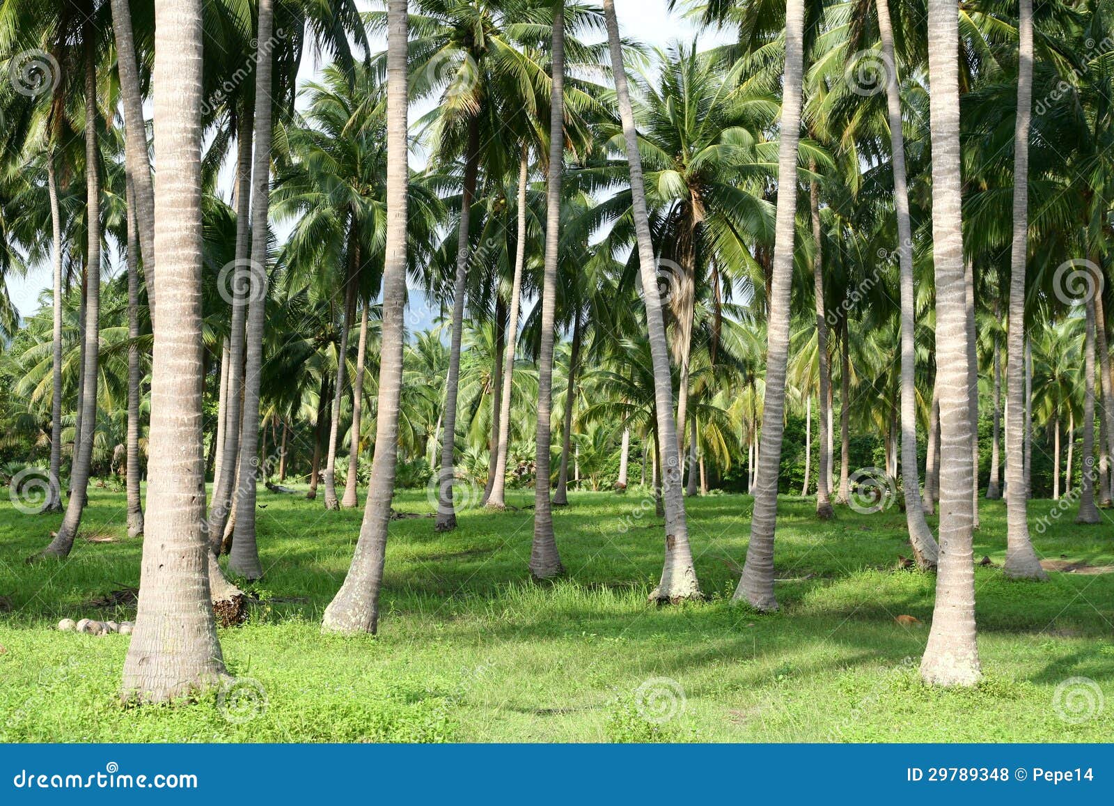 Palm trees forest stock photo. Image of expensive, land - 29789348