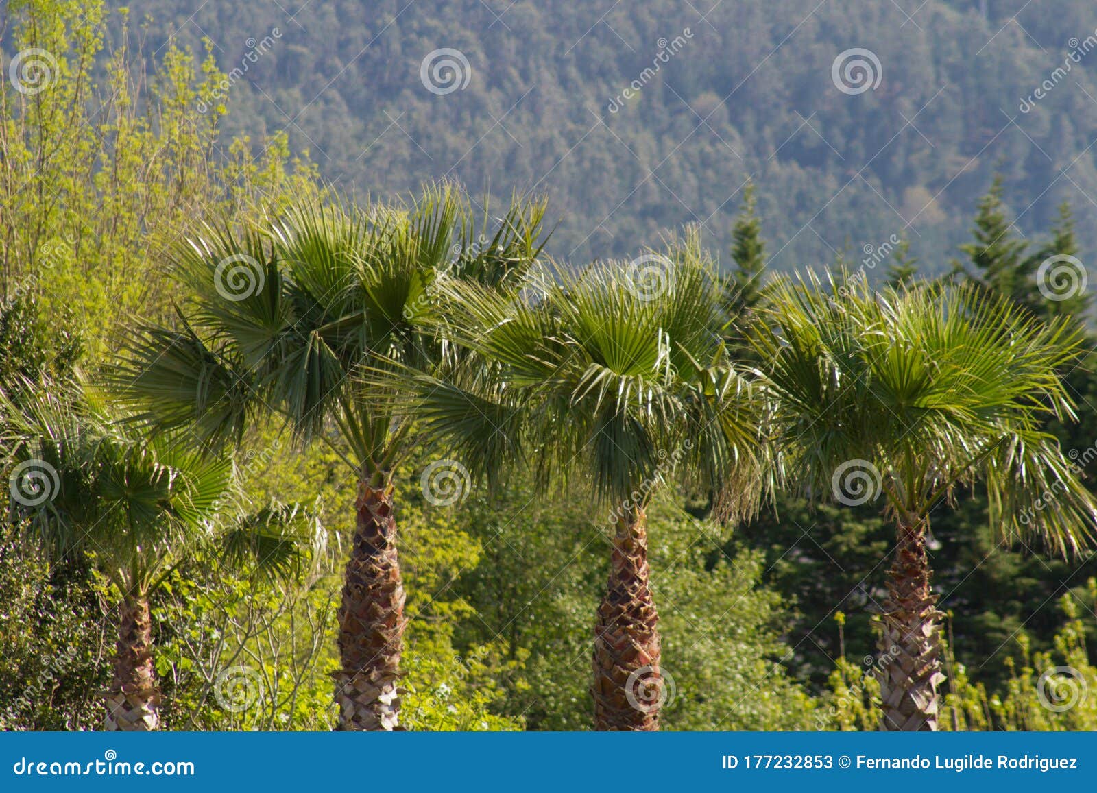 Palm trees in the forest stock image. Image of forest - 177232853