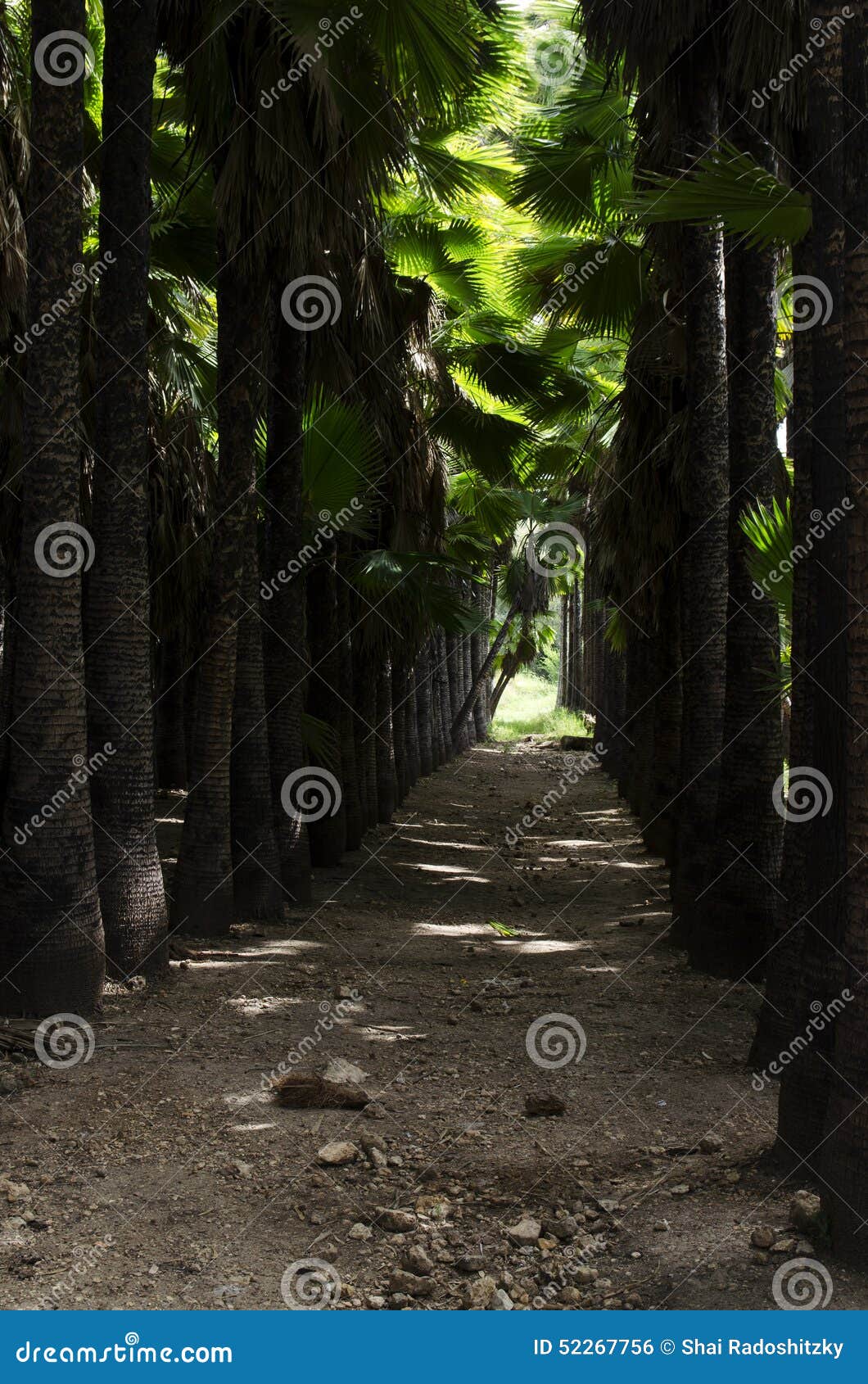 Palm trees forest Path stock photo. Image of shadow, trunk - 52267756