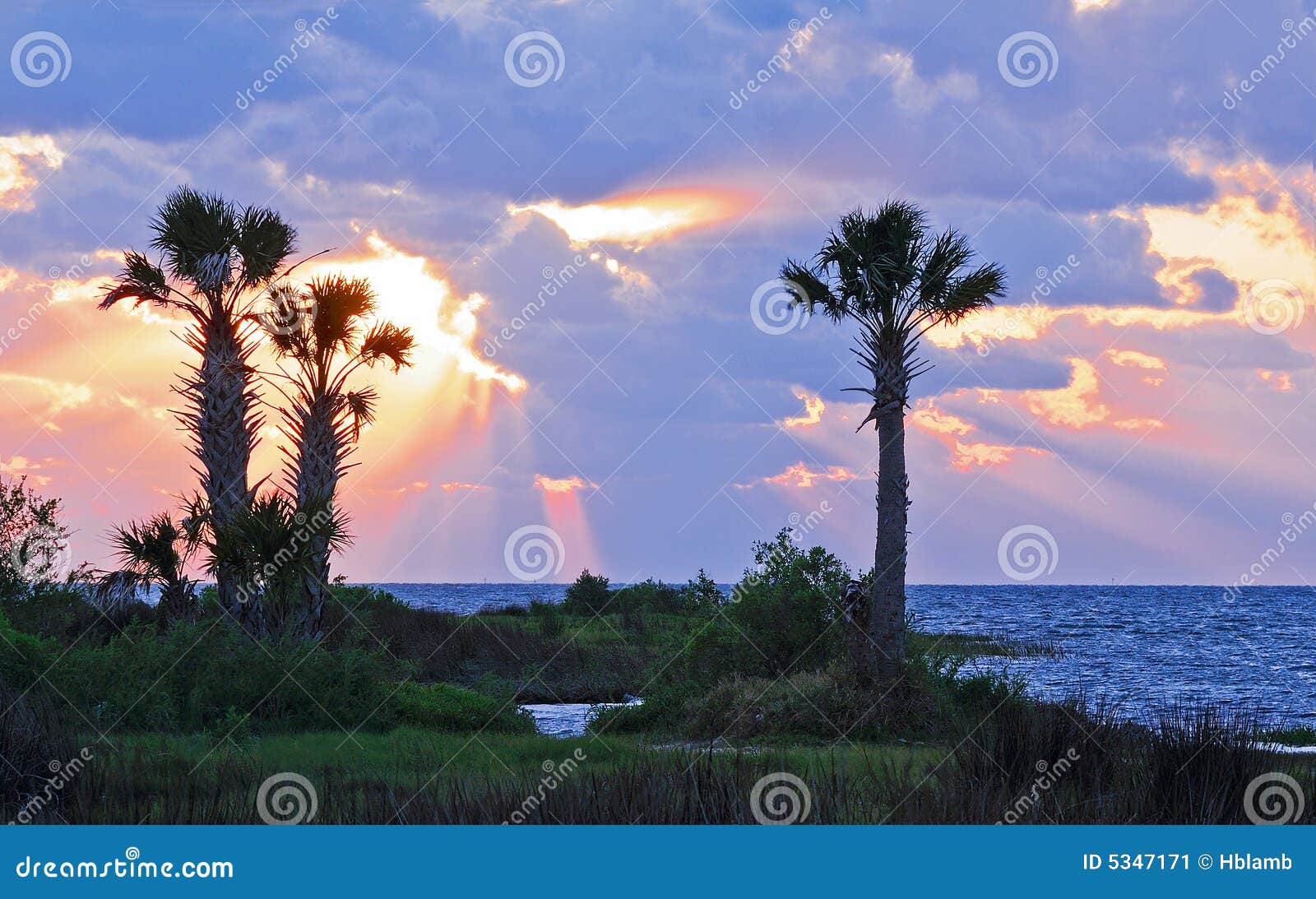 2,927 Crystal Palm Trees Stock Photos - Free & Royalty-Free Stock ...