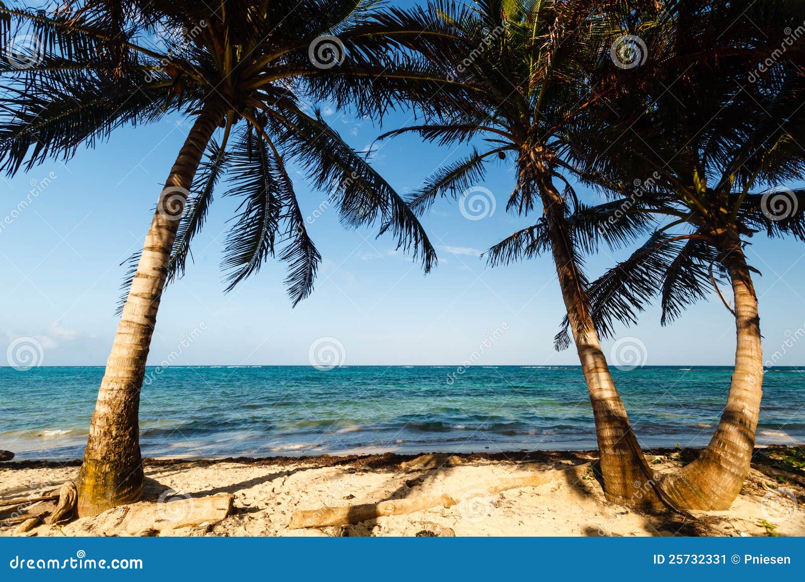 Palm Trees Framing a Beach and Ocean View Stock Image - Image of ...