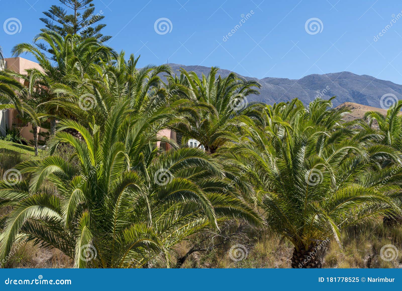 Palm Trees in Front of a Holiday Village Stock Image - Image of ...