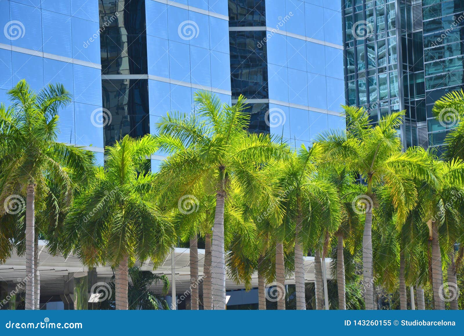 Palm Trees in Front of Modern Skyscraper in Miami Stock Image - Image ...
