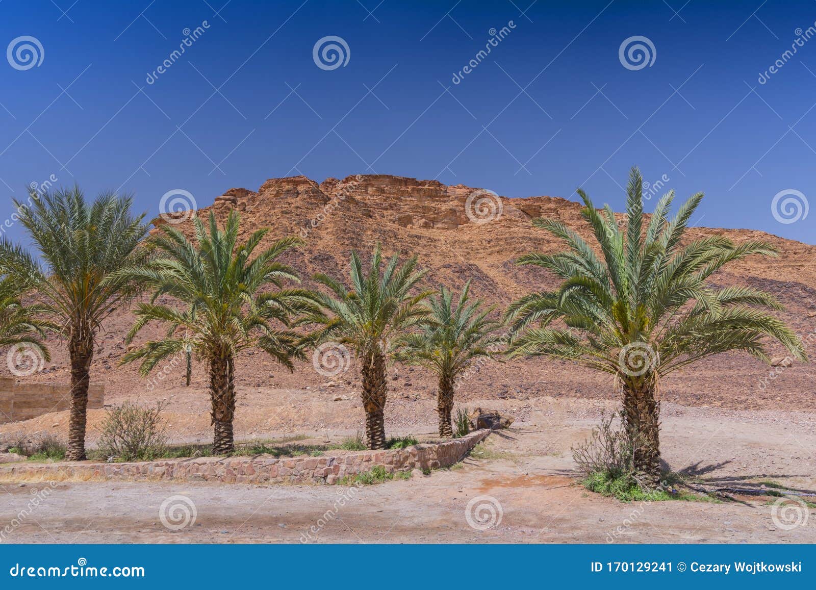 Palm Trees in Front of Wadi Rum Visitor Center, Jordan Stock Image ...