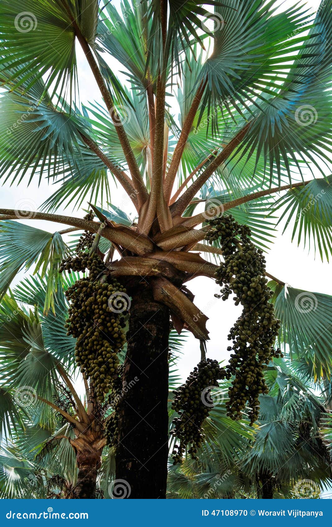 Palm trees and fruit Palm stock photo. Image of tree - 47108970