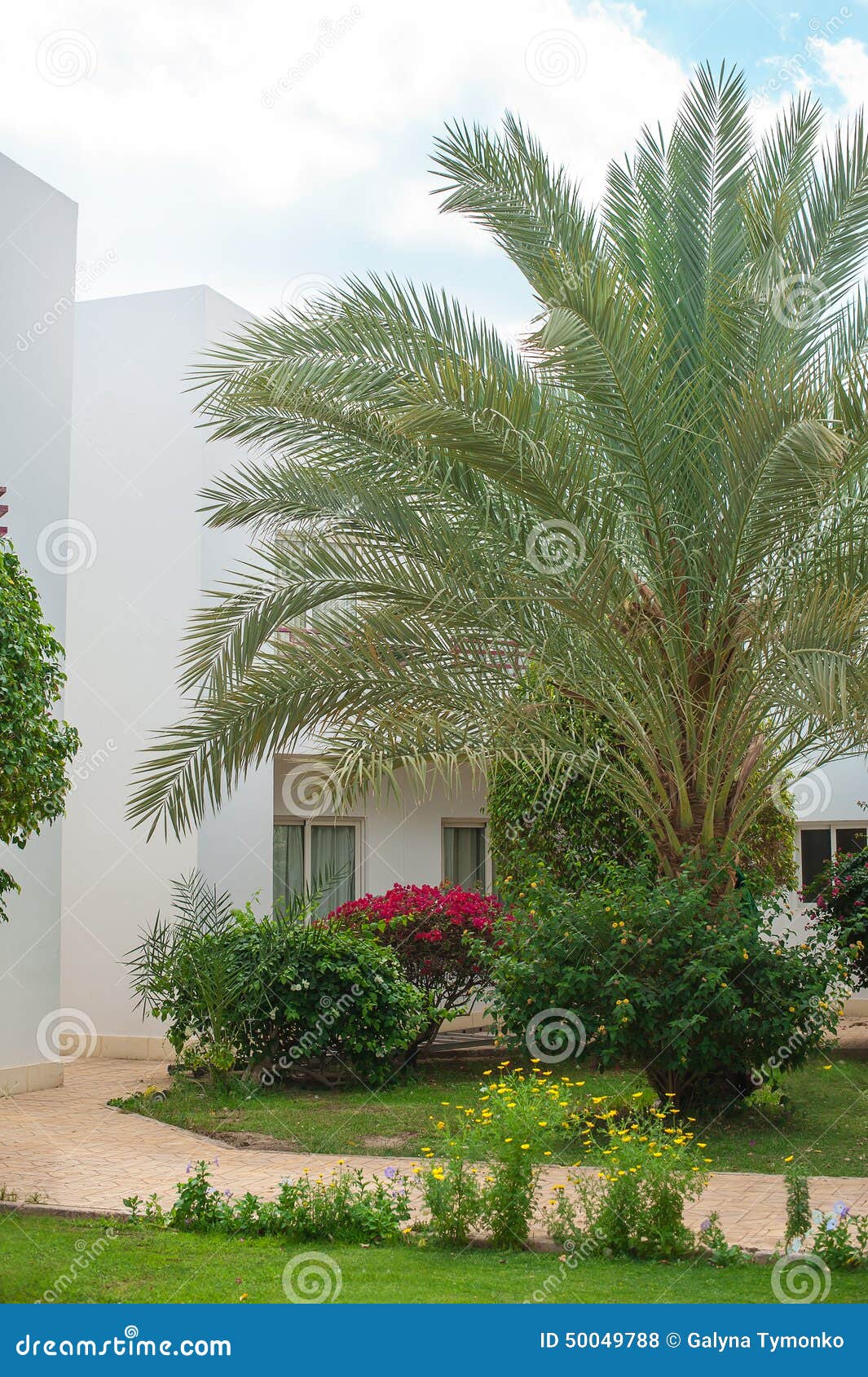 Palm trees in a garden stock photo. Image of area, natural - 50049788