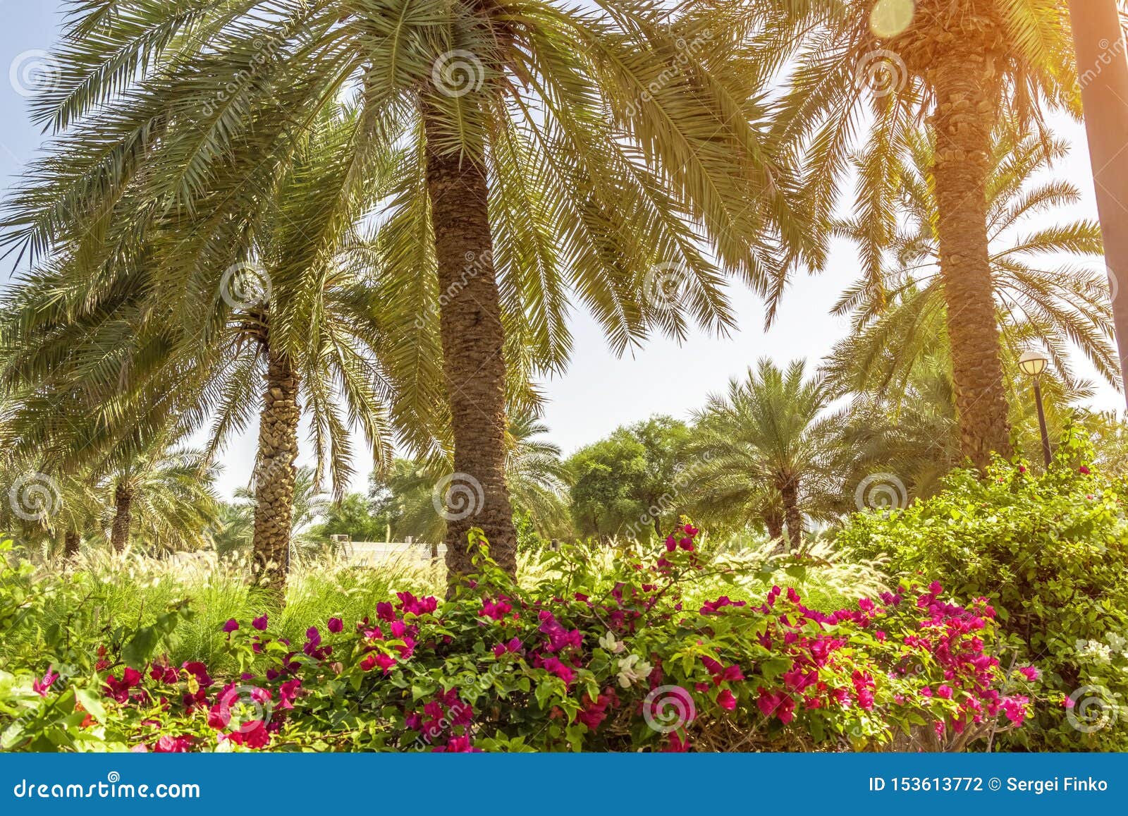Palm trees in the garden stock photo. Image of design - 153613772