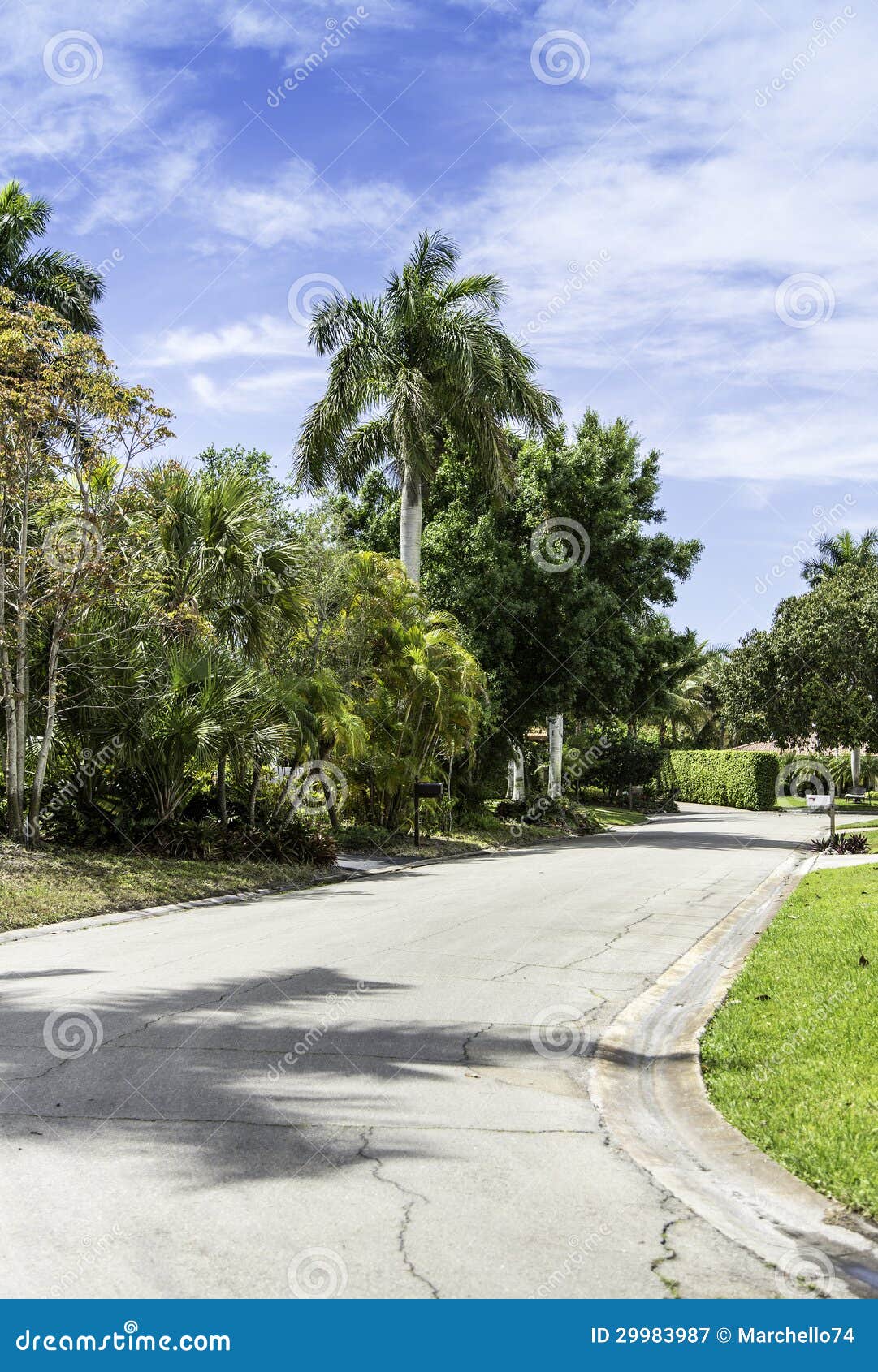 Palm Trees by a Lush Green Lawn in Naples, Florida Stock Image - Image ...