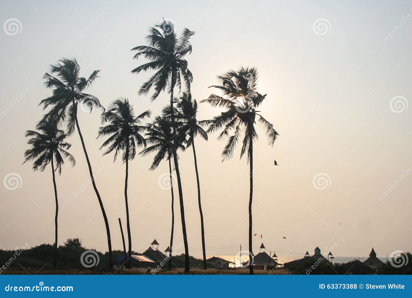 Palm Trees on Goan Beach stock photo. Image of fond, palm - 63373388