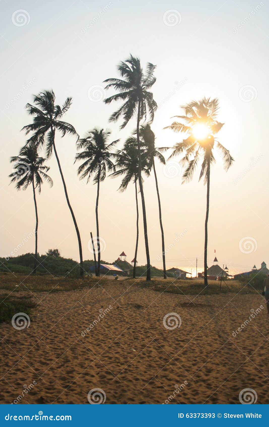 Palm Trees on Goan Beach stock image. Image of fabulous - 63373393