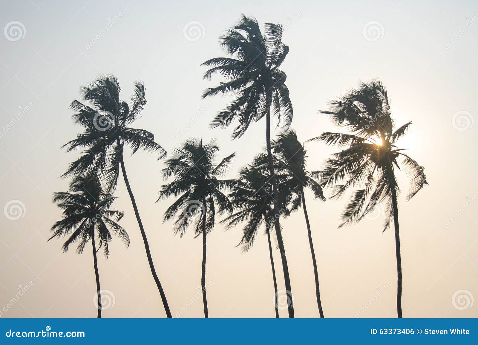 Palm Trees on Goan Beach stock photo. Image of traveller - 63373406