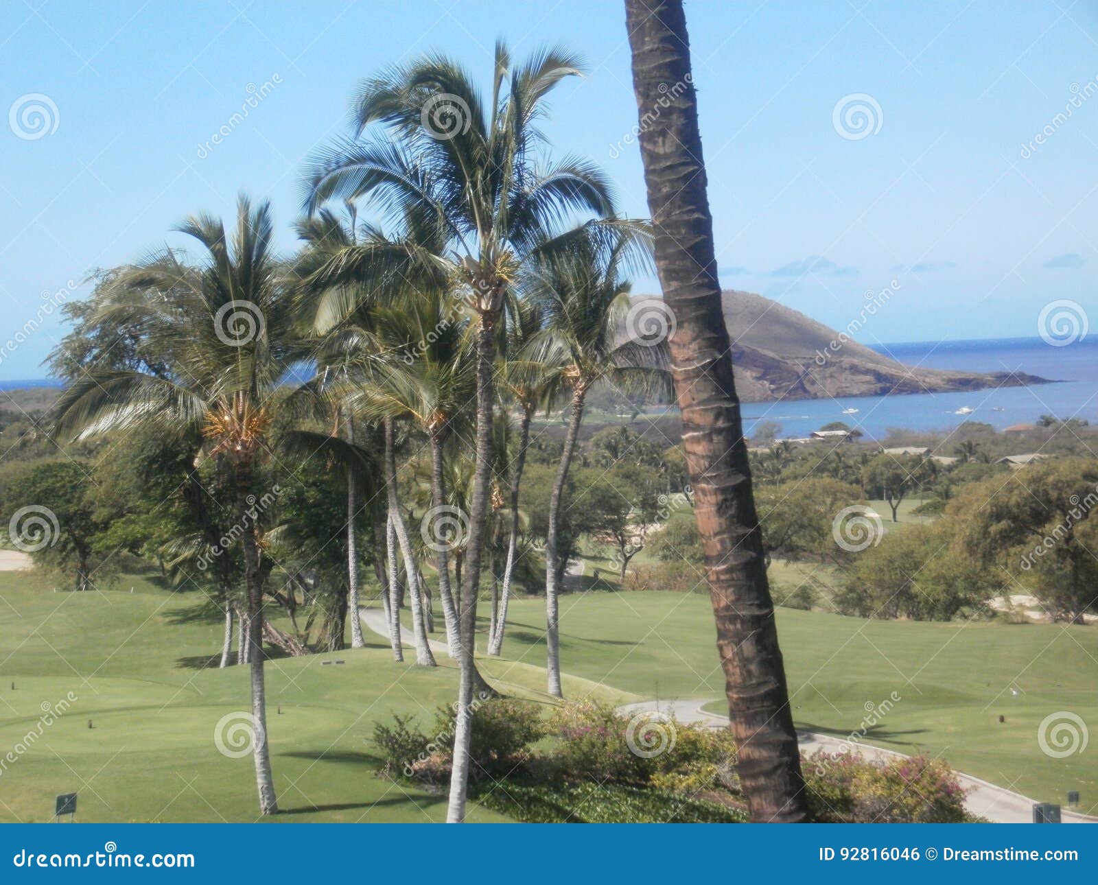 Palm trees at golf course stock photo. Image of maui - 92816046