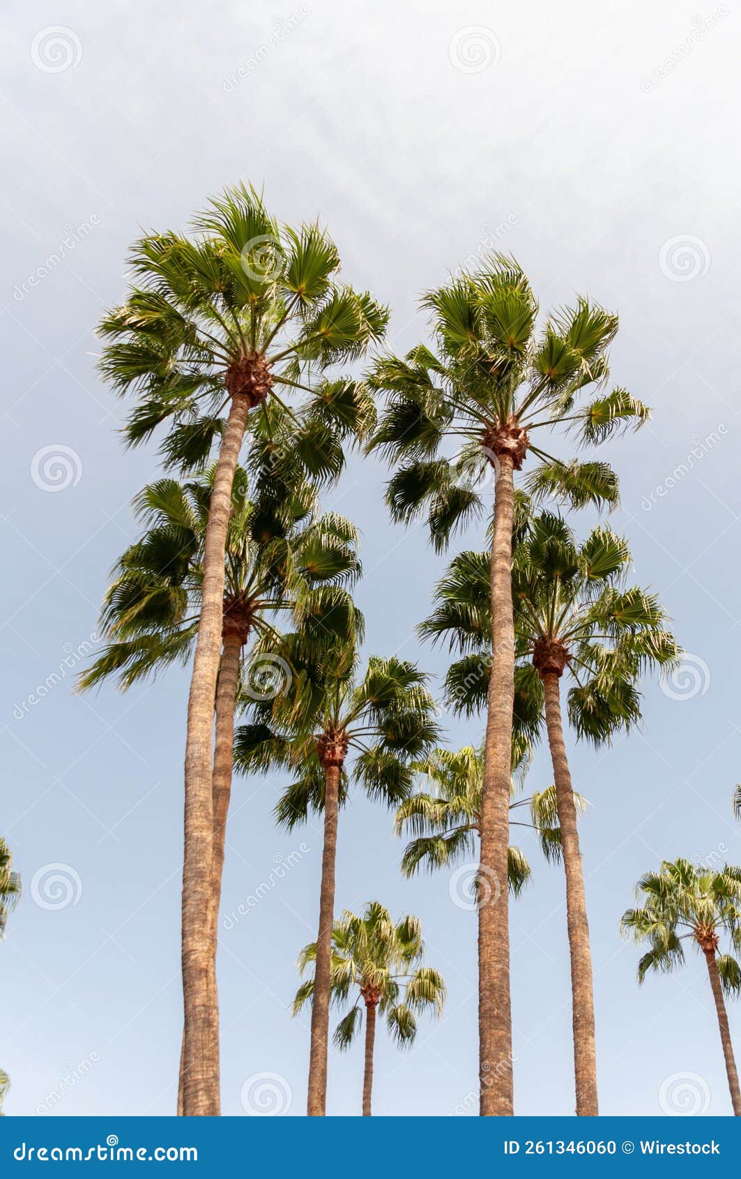 Palm trees in a cluster stock photo. Image of maspalomas - 261346060