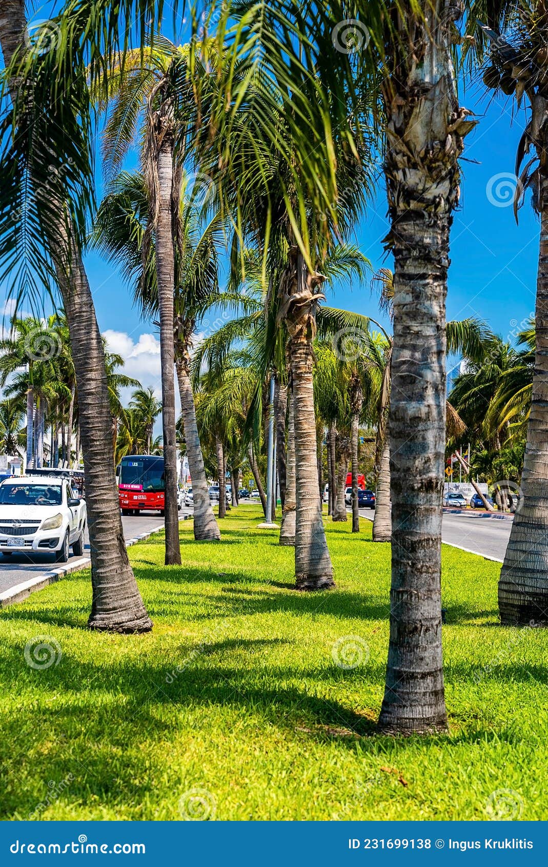 Palm Trees and Grass on Divider with Road Traffic on Sides Editorial ...