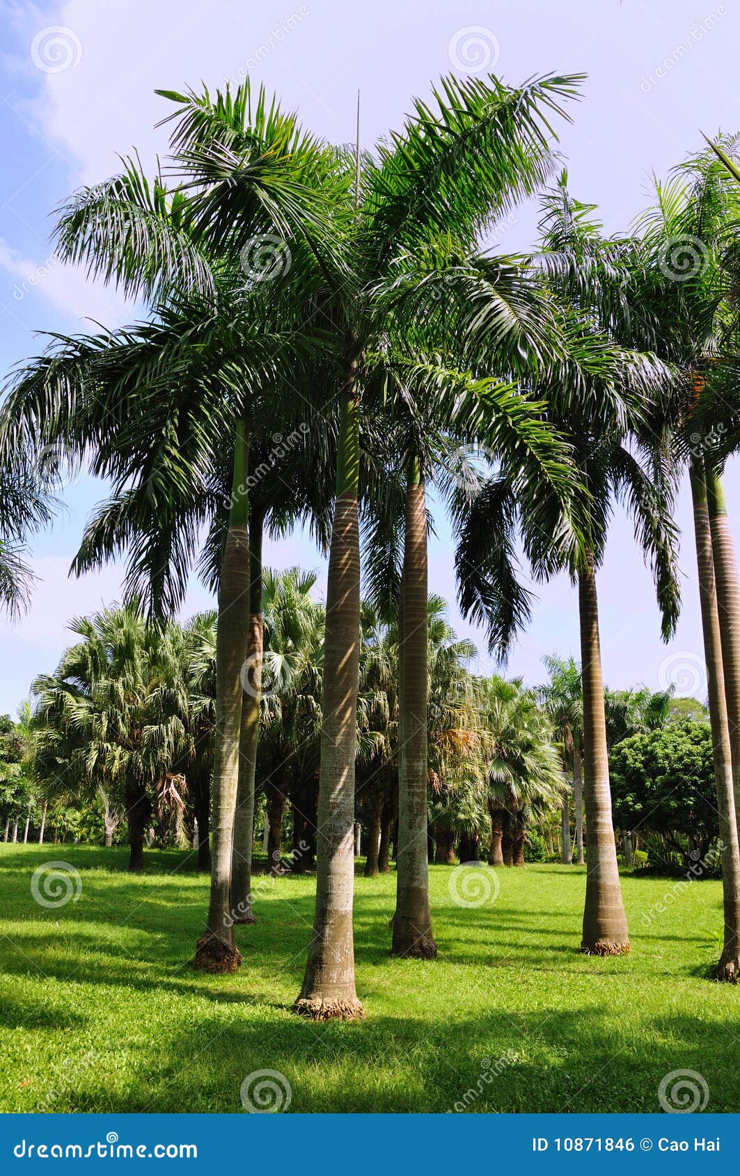 Palm Trees and Grass Land in Sun Shine Stock Photo - Image of shine ...