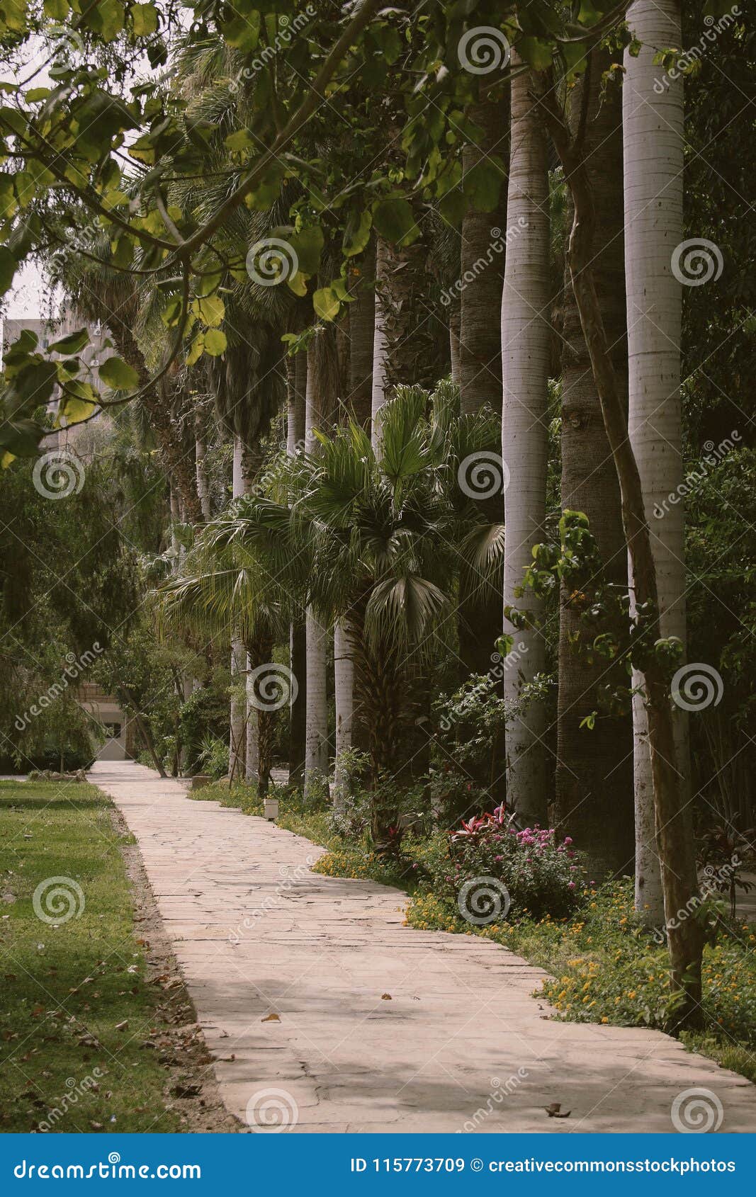 Palm Trees Beside Gray Paved Pathway Picture. Image: 115773709