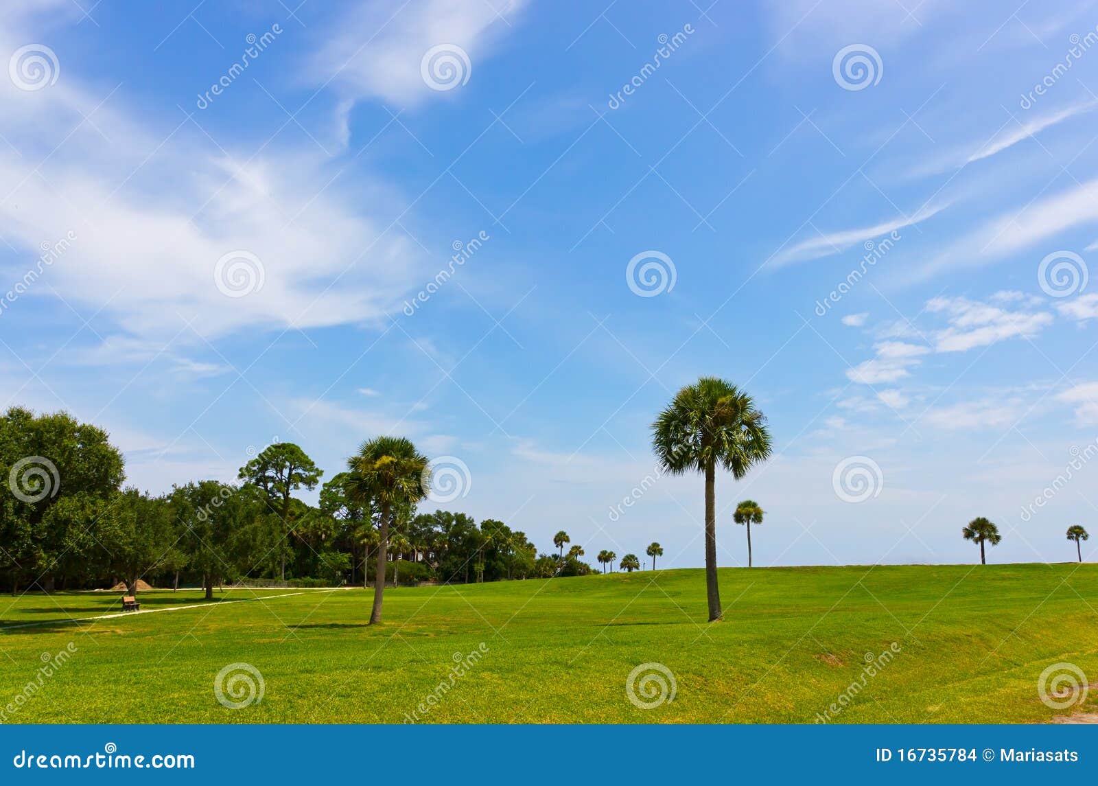 Palm Trees on the Green Field Stock Photo - Image of coconut, pasture ...