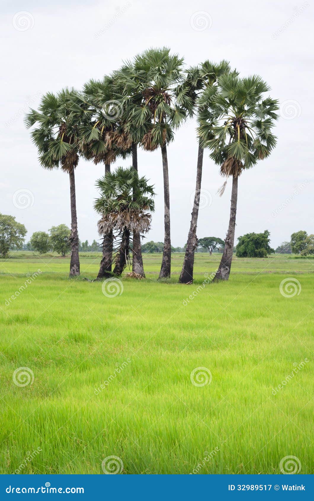 Palm trees in green field stock image. Image of mountain - 32989517