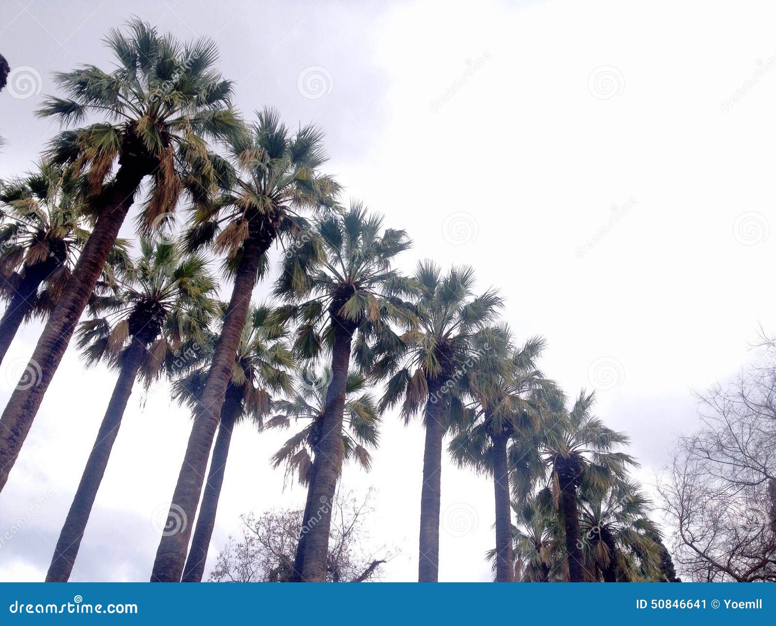 Palm trees stock image. Image of horizontal, trees, palm - 50846641